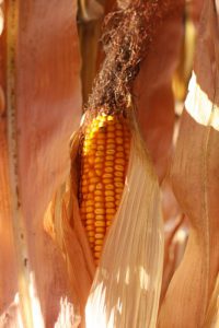 What is a Bushel of Corn? How Many Pounds of Corn are in a Bushel?