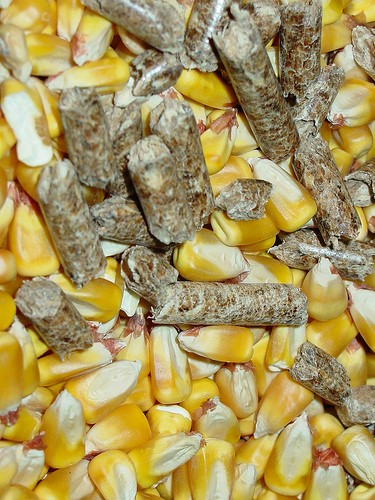 Burning Corn for Heat and What You Need to Know