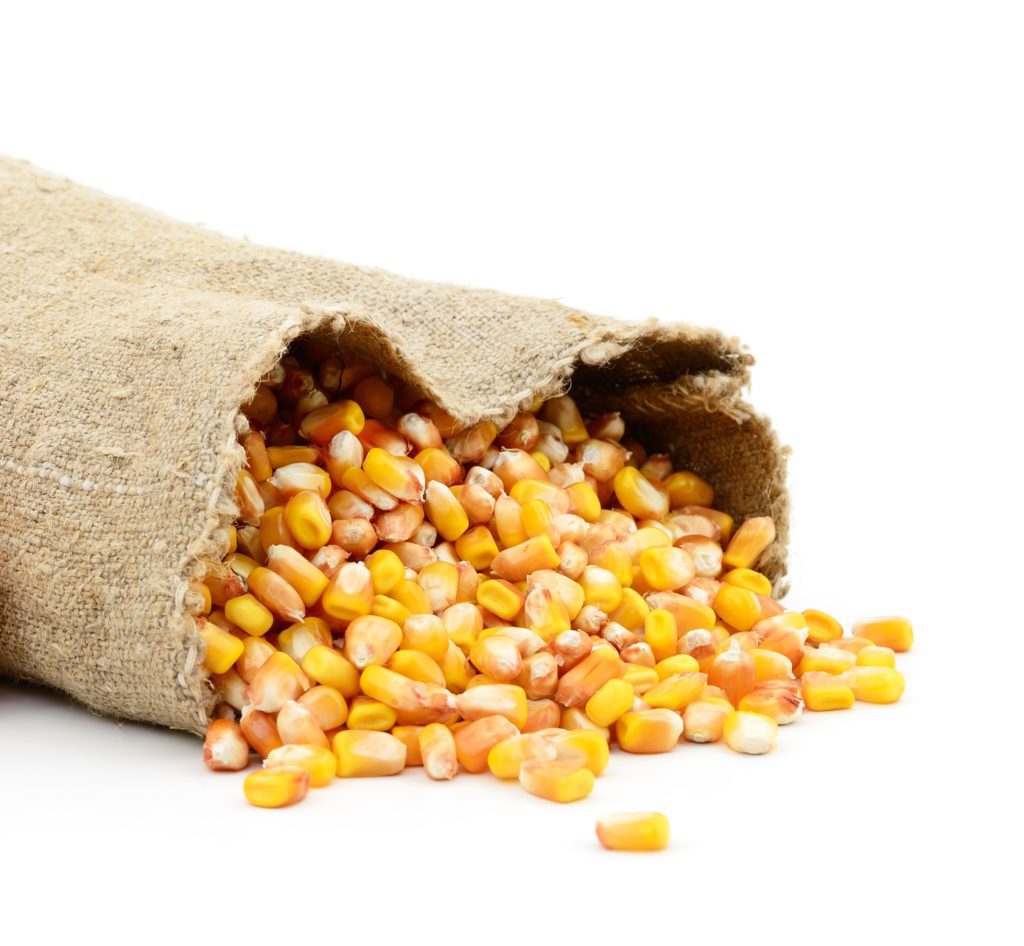 Storing Corn: What to do with leftover corn stove corn after winter